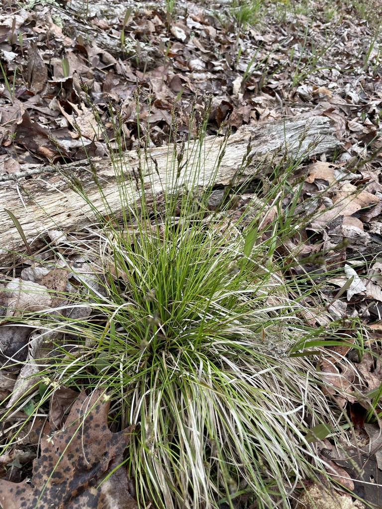 white-tinged sedge from Shawnee National Forest, Makanda, IL, US on ...