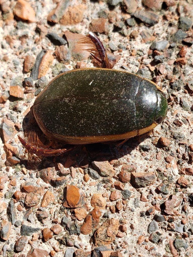 Fringed Diving Beetle from Ennis, TX, USA on April 08, 2022 at 04:15 PM ...