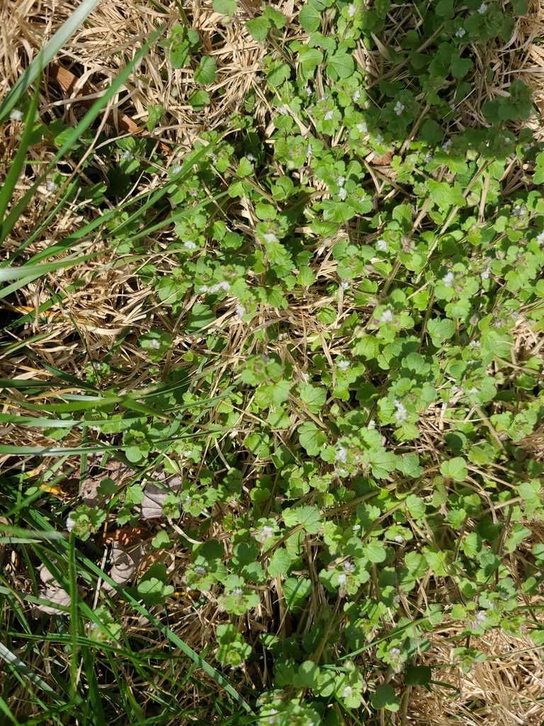 Pink Ivy-leaved Speedwell from Fairfax County, US-VA, US on April 8 ...