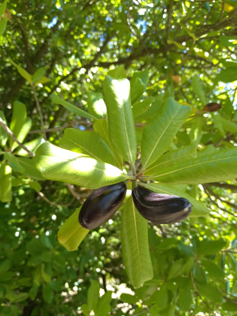 Tawapou from Auckland 2012, New Zealand on April 09, 2022 at 01:12 PM ...