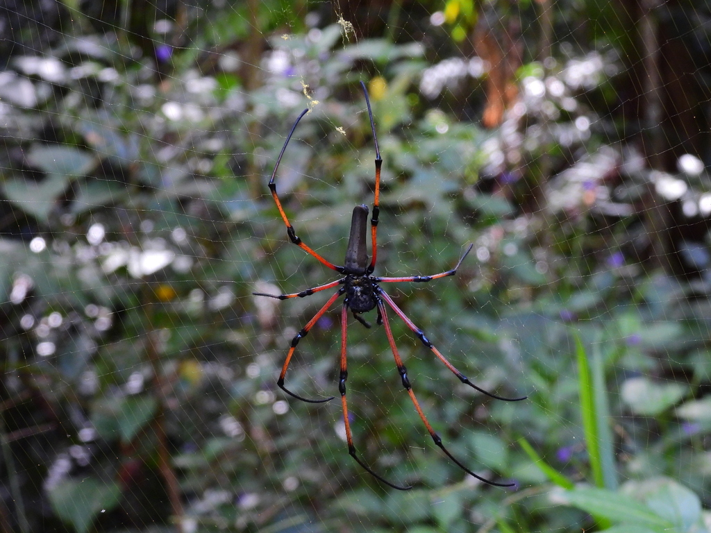 Giant Golden Orbweaver from Kuranda QLD 4881, Australia on April 8 ...