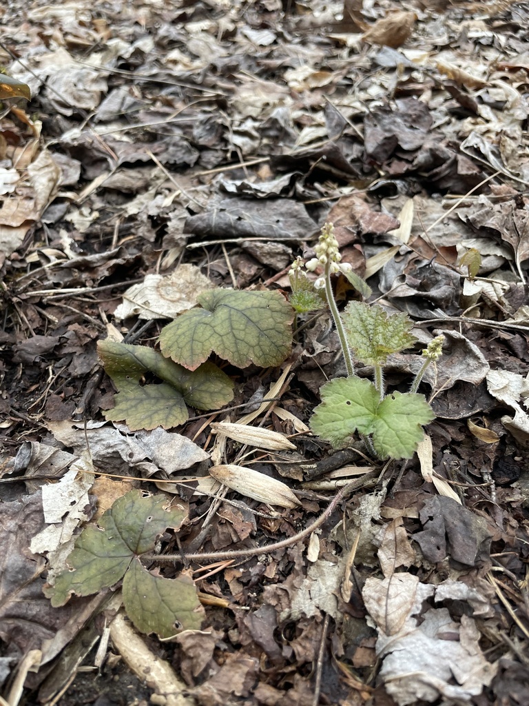 Heartleaf Foamflower from Crowell Gap Rd, Roanoke, VA, US on April 08 ...