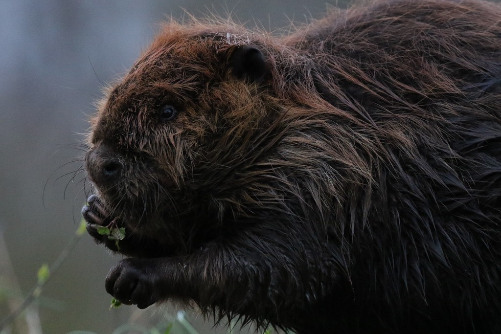 American Beaver from Forest Glen, Silver Spring, MD, USA on April 8 ...