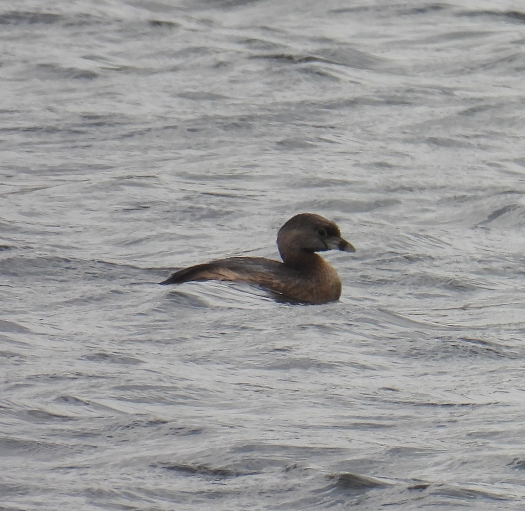 Pied-billed Grebe from Duck River Reservoir, Cullman County, AL, USA on ...