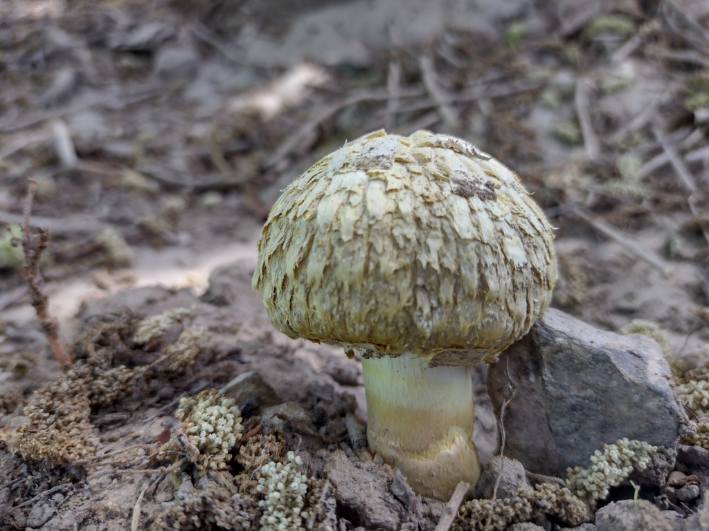 Boletellus from Bermejillo, 35230 Bermejillo, Dgo., México on April 08 ...