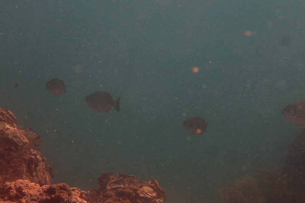 Silver Drummer from Northland, New Zealand on March 28, 2022 at 04:34 ...