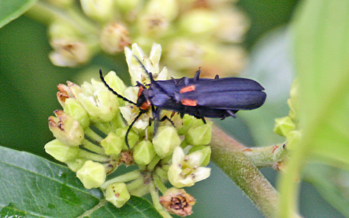 Subfamily Calochrominae · iNaturalist