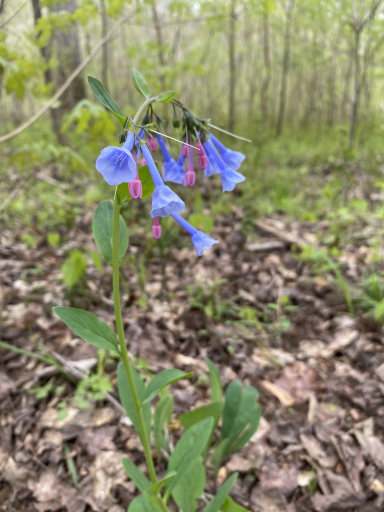 Virginia bluebells in April 2022 by Grover J. Brown · iNaturalist