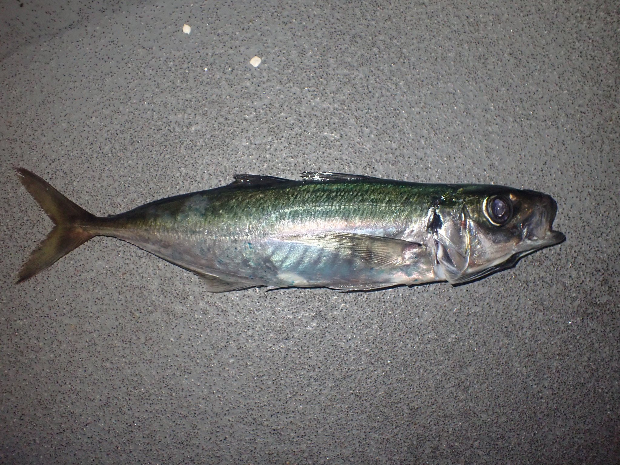 Trachurus declivis (Jenyns, 1841)