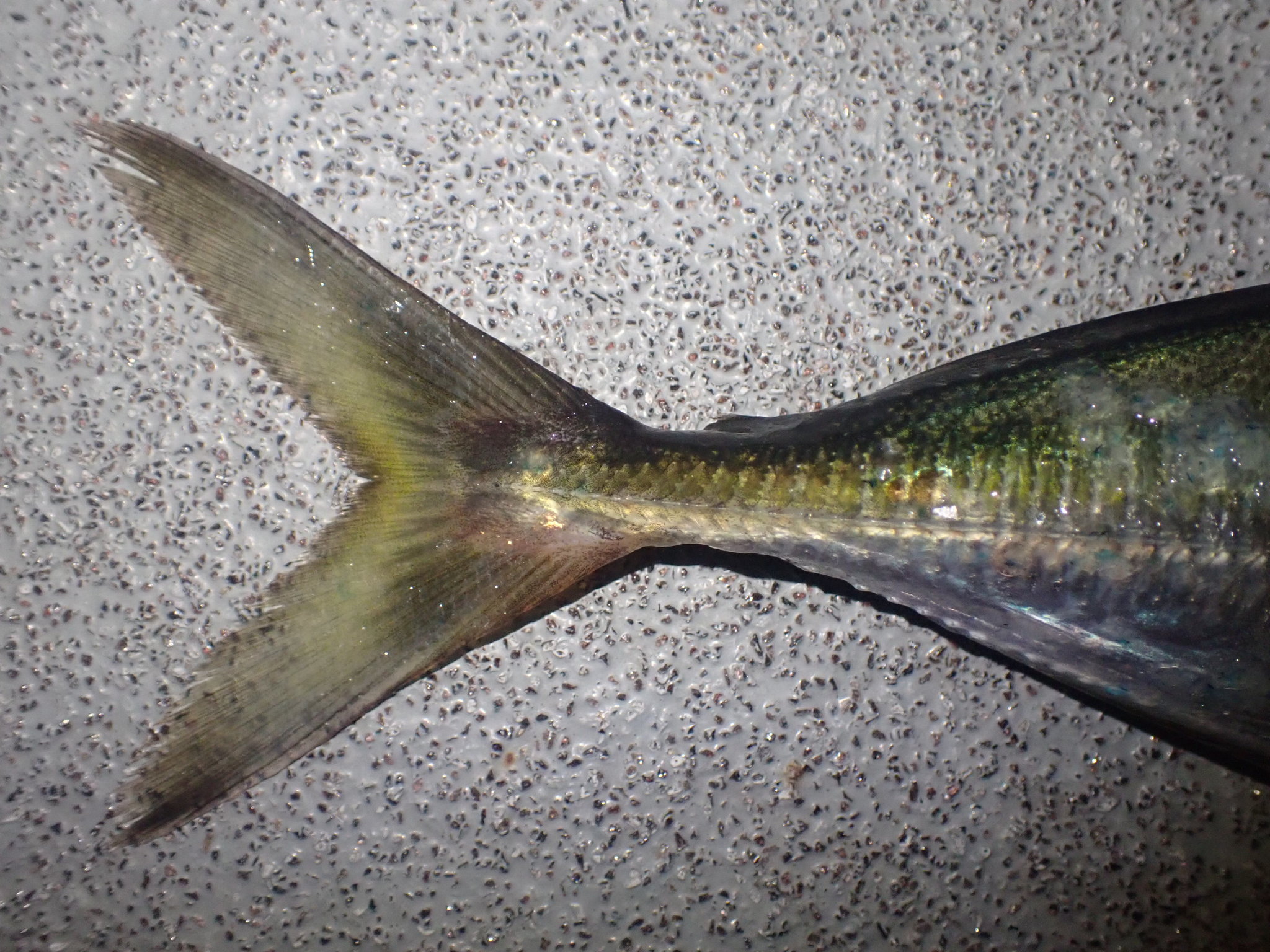 Trachurus declivis (Jenyns, 1841)