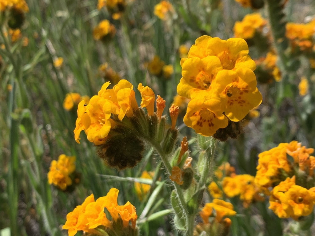 Douglas' fiddleneck (Amsinckia douglasiana) - Botanical Realm