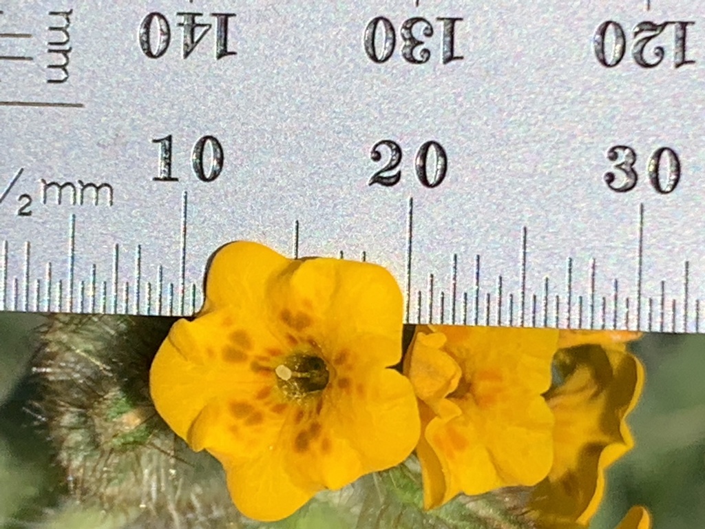 Douglas' fiddleneck (Amsinckia douglasiana) - Botanical Realm