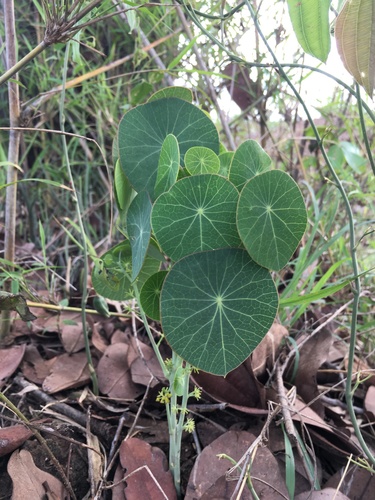 Stephania pierrei · iNaturalist Mexico