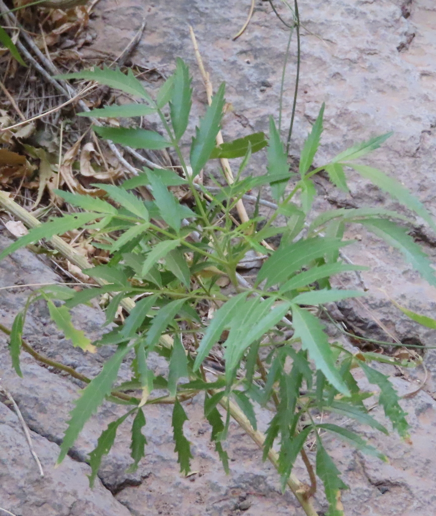 Tecoma stans angustata from Presidio County, TX, USA on April 8, 2022 ...