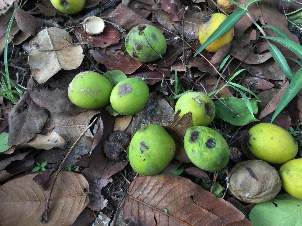 Mangifera pentandra in April 2022 by dechaphaetkrathok. มะม่วงป่า ...