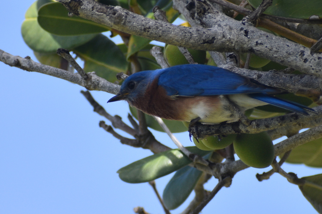 Eastern Bluebird from Southampton Parish, Bermuda on April 8, 2022 at ...