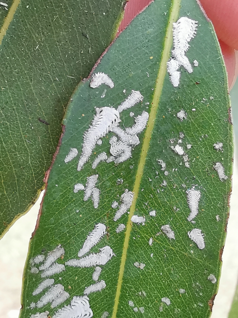 Spotted Gum Lerp Psyllid from Albert Park VIC 3206, Australia on April ...