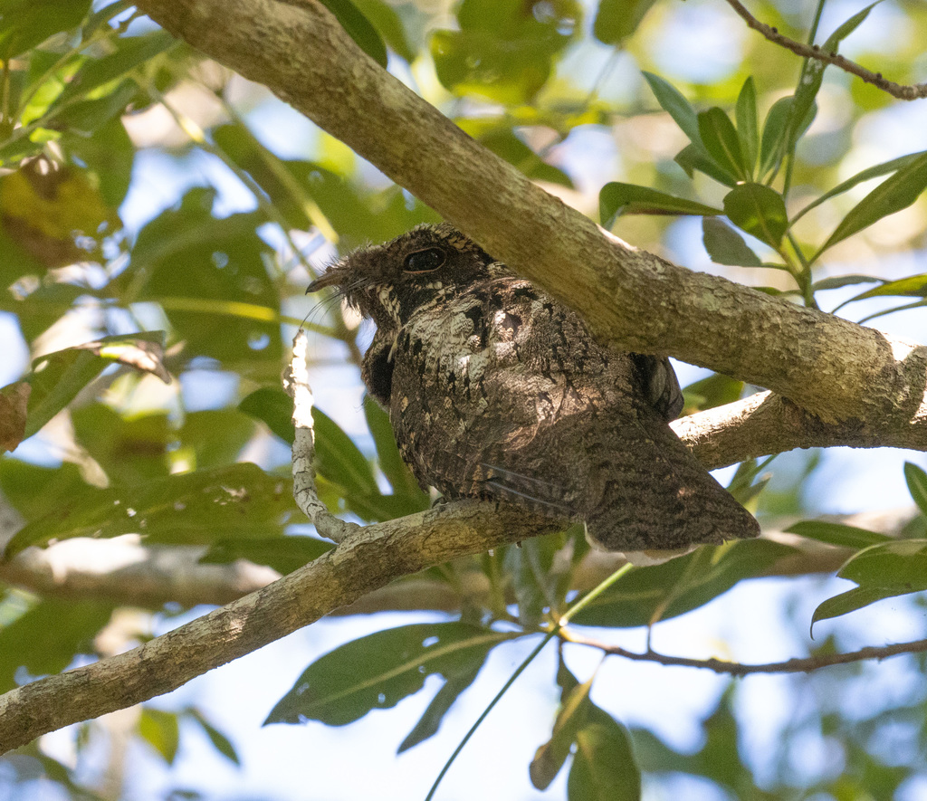 Cuban Nightjar from Ciénaga de Zapata, Matanzas, Cuba on March 24, 2022 ...