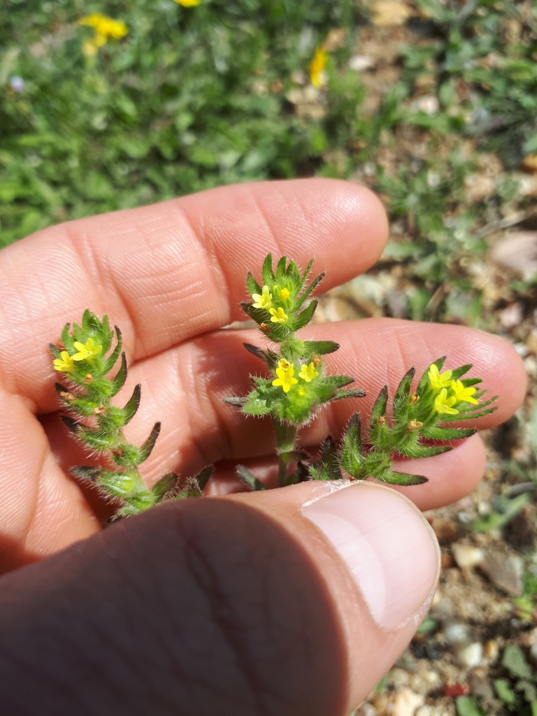 Yellow Gromwell from 41130 La Puebla del Río, Seville, Spain on April ...