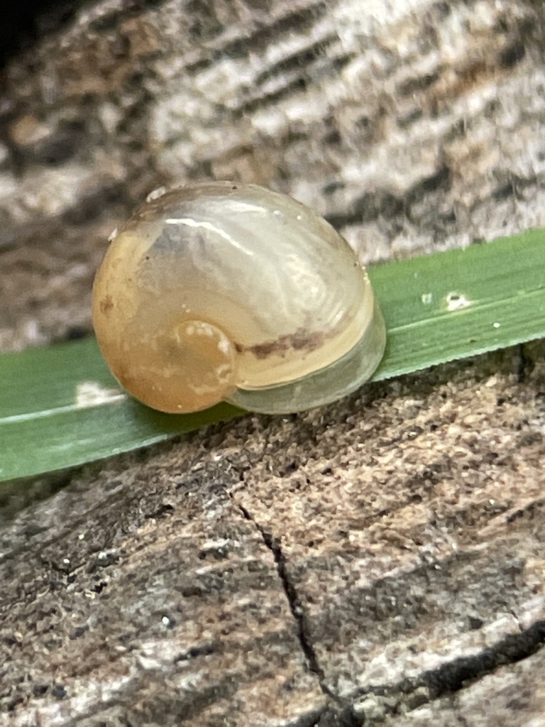 Draparnaud's Glass Snail from Frankston South, VIC, AU on April 09 ...