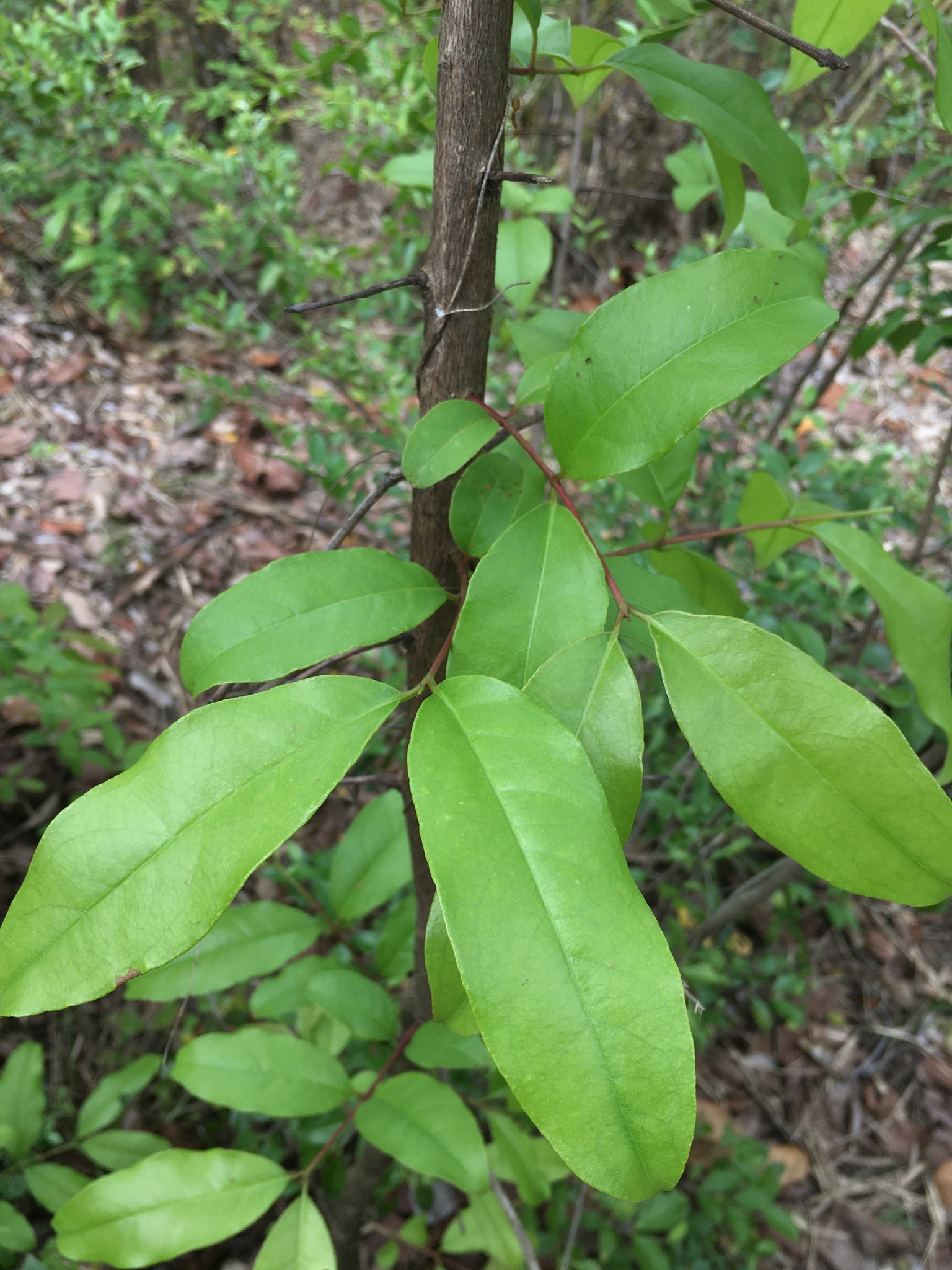 Cratoxylum formosum subsp. formosum