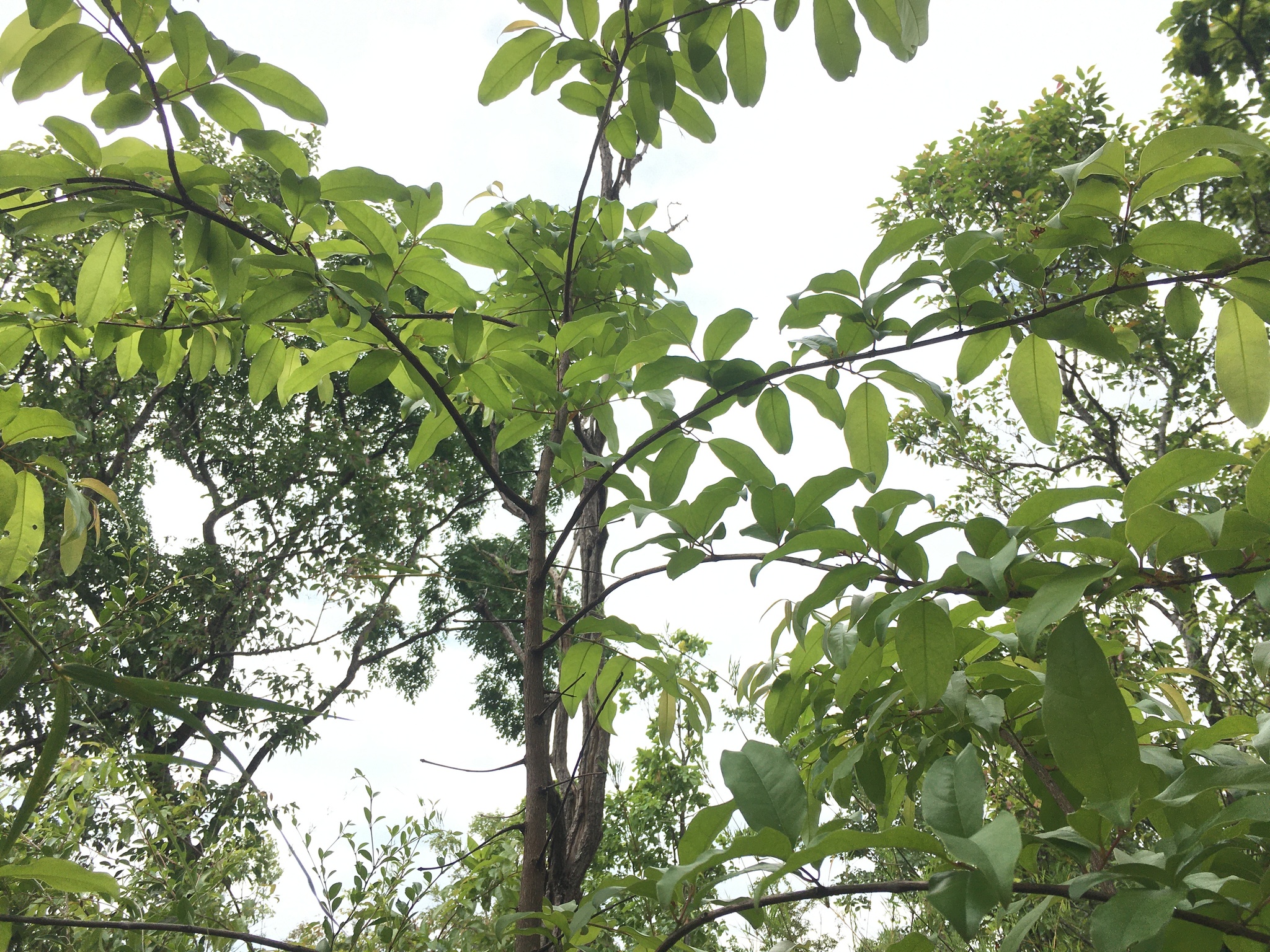 Cratoxylum formosum subsp. formosum