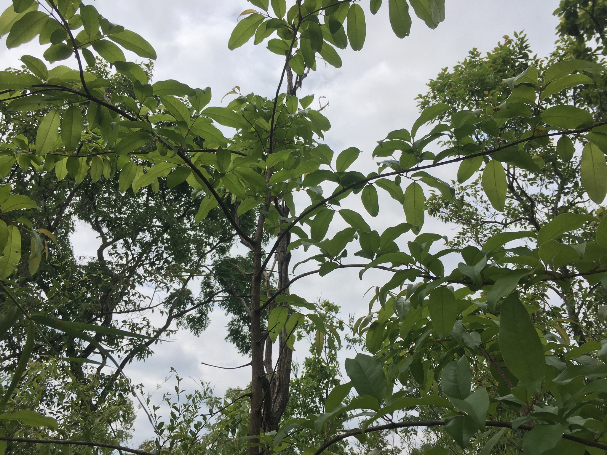 Cratoxylum formosum subsp. formosum