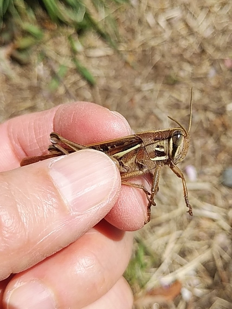Patanga japonica in April 2022 by hoshi-mokyu · iNaturalist