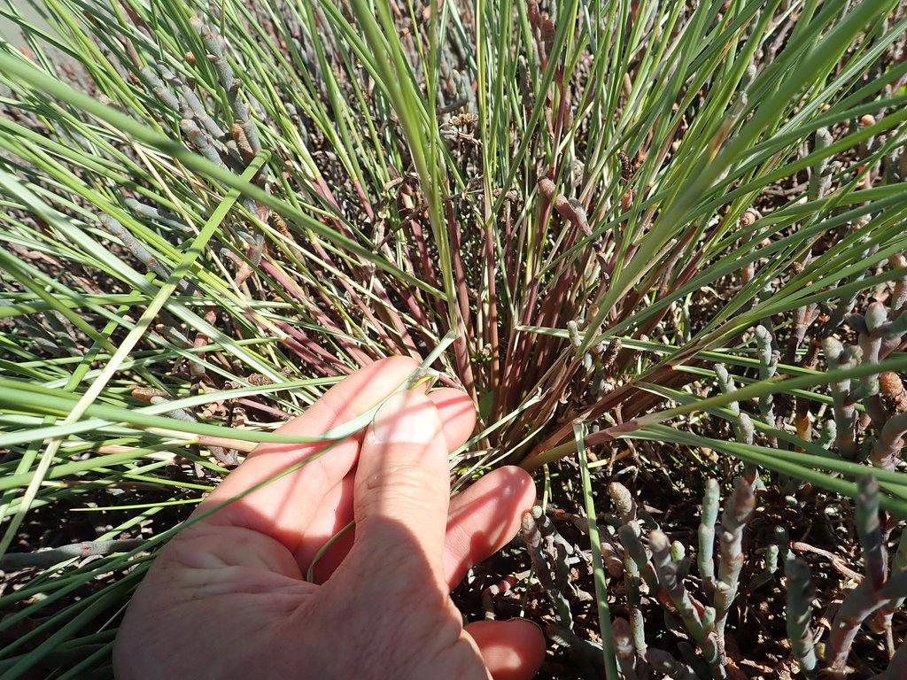 European marram grass from Kuku, New Zealand on April 09, 2022 at 12:10 ...