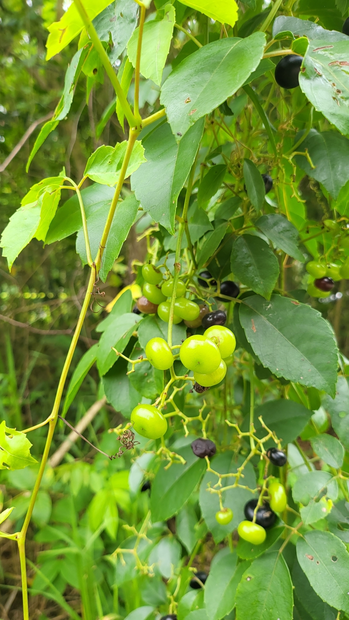 Causonis trifolia (L.) Mabb. & J.Wen