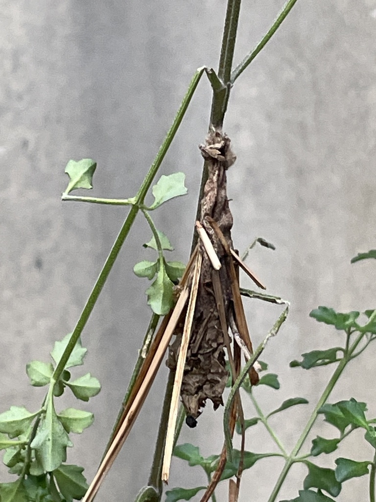 Saunders' Case Moth from Frankston South, VIC, AU on April 09, 2022 at ...