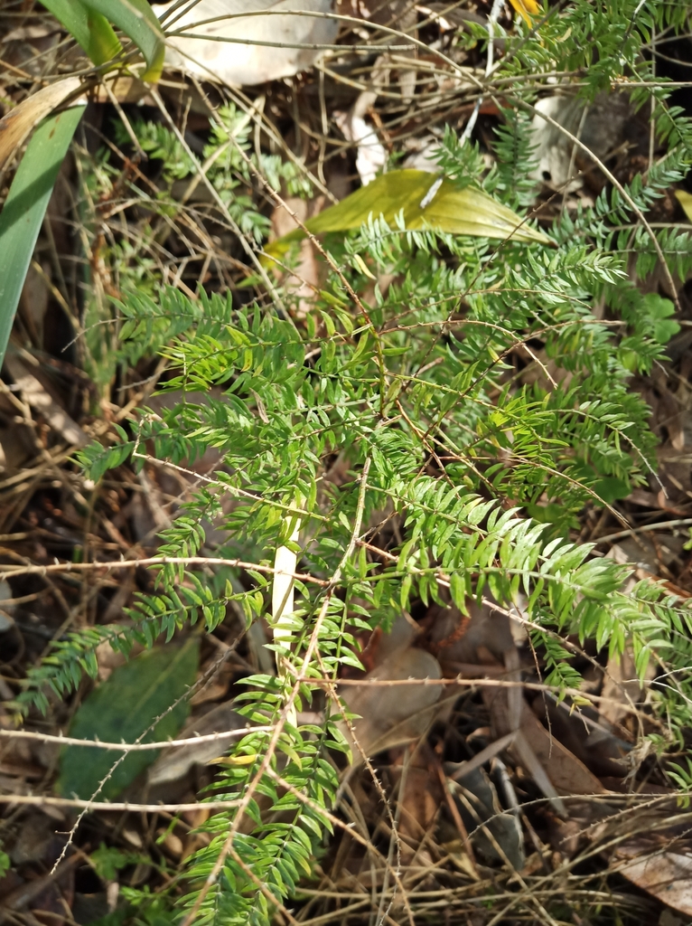 Climbing asparagus from Mira Mar WA 6330, Australia on April 9, 2022 at ...
