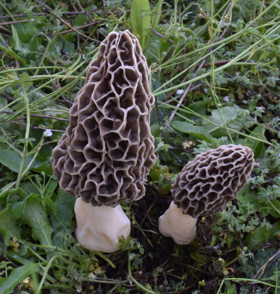 white morel (Foraging - Edible Plants/Mushrooms) · iNaturalist