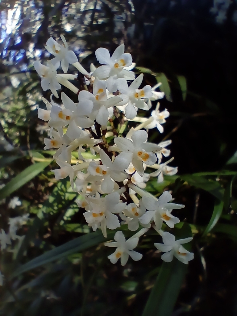 Easter Orchid from Mount Cargill, New Zealand on April 09, 2022 at 03: ...