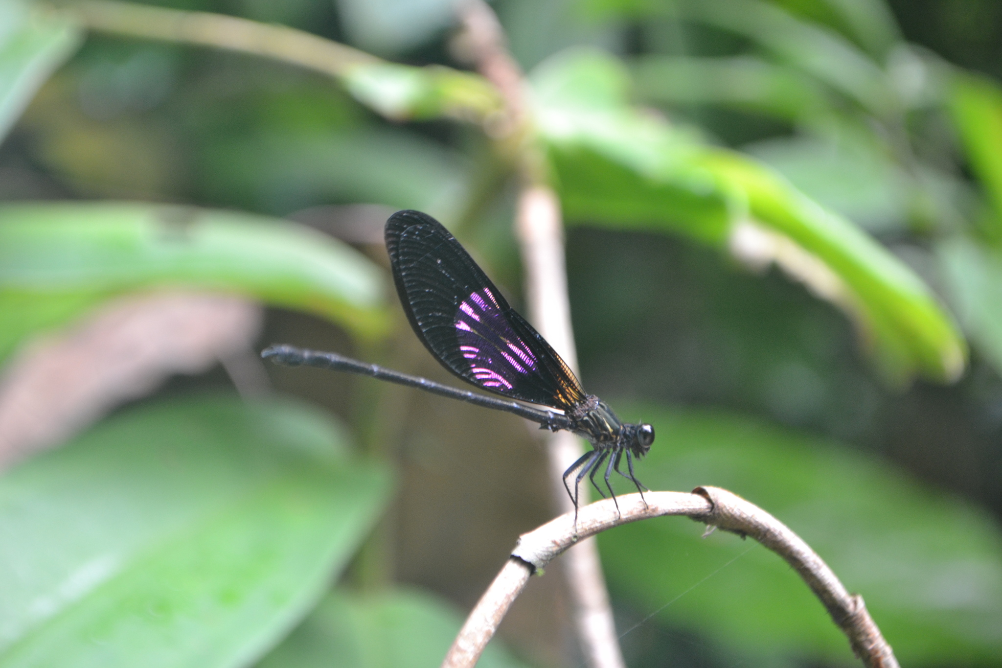 Euphaea variegata Rambur, 1842