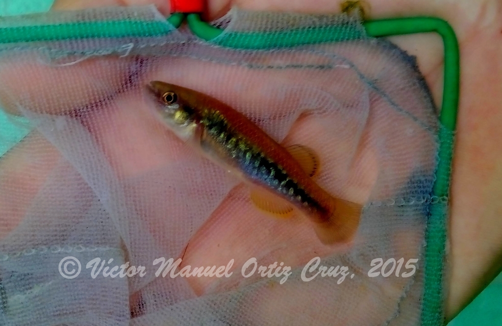 (Profundulus mixtlanensis) - Marine Life Identification