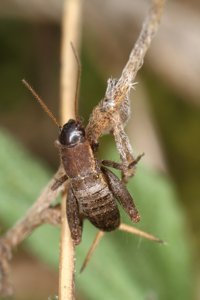 Brown Scale-cricket from 34150 Gignac, France on April 7, 2022 at 11:29 ...