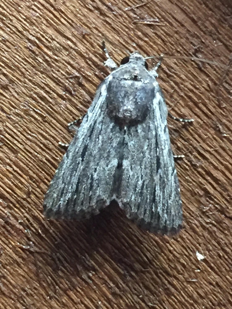 Lantana Stick Moth from Auckland, New Zealand on April 09, 2022 at 08: ...