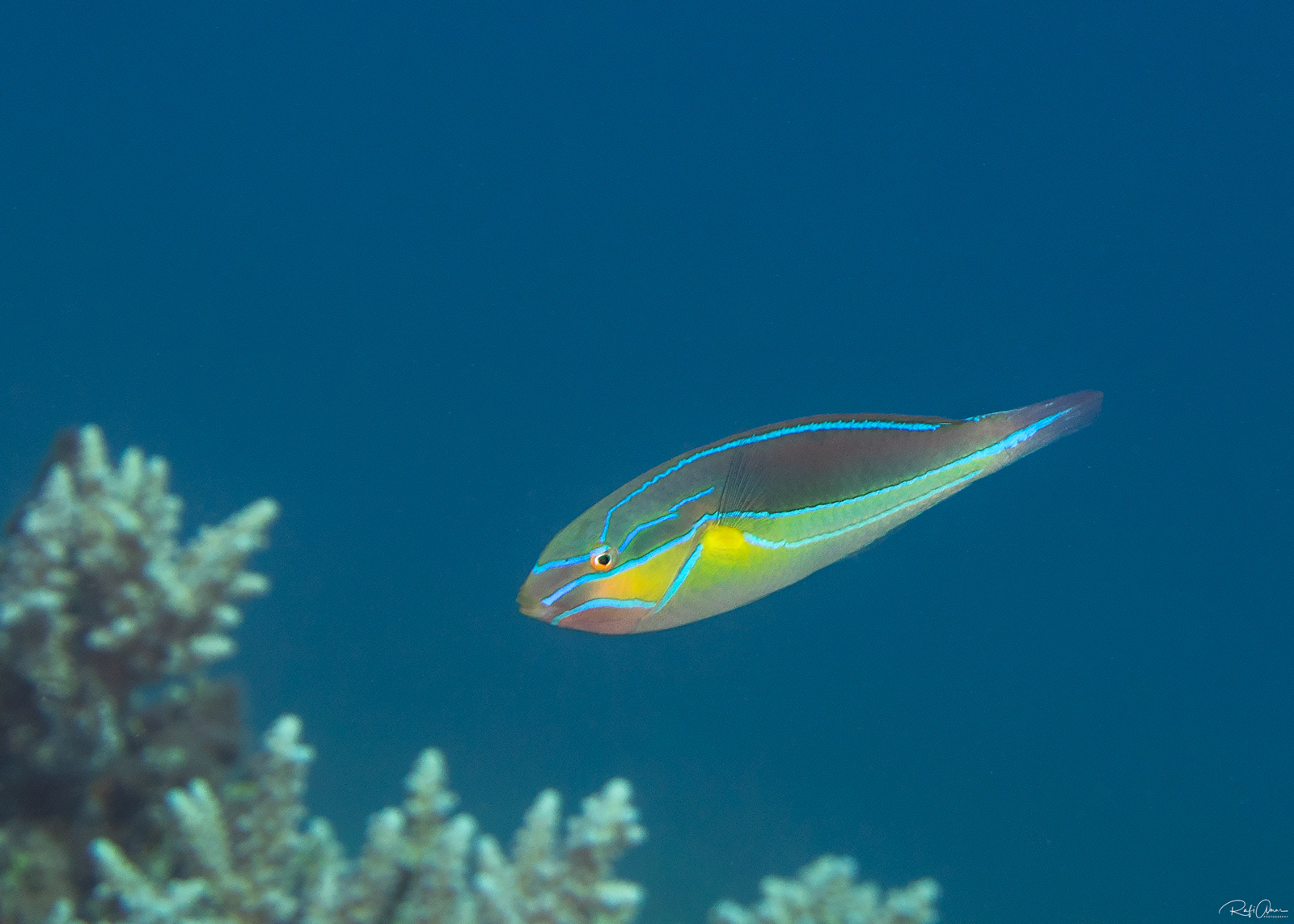 Stethojulis albovittata (Bonnaterre, 1788)