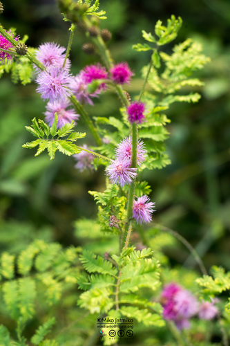 Variety Mimosa diplotricha diplotricha · iNaturalist United Kingdom
