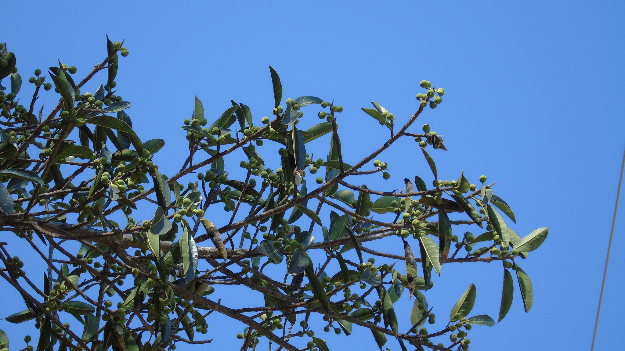 Ficus cotinifolia Kunth