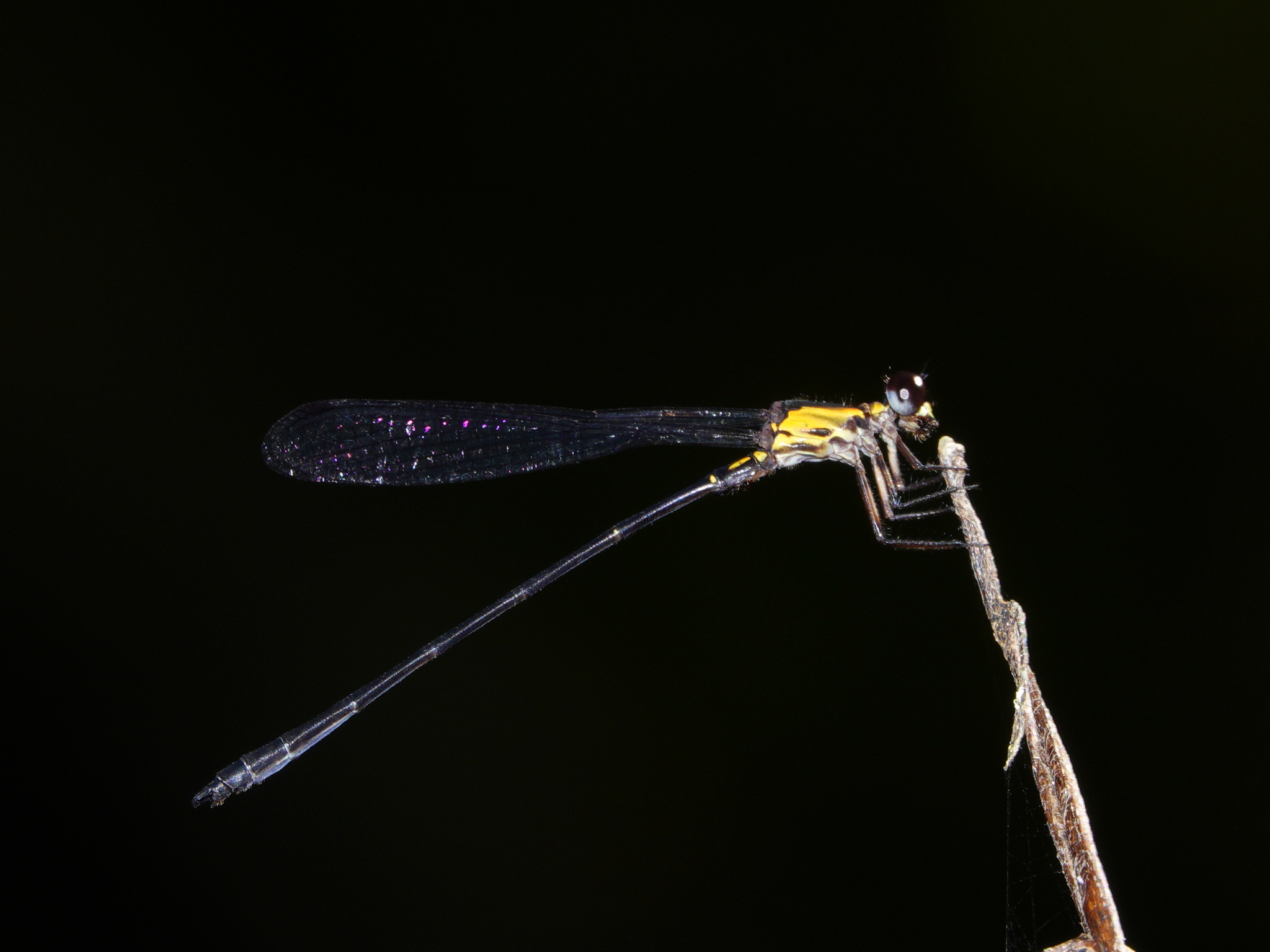 Lestoidea Tillyard, 1913