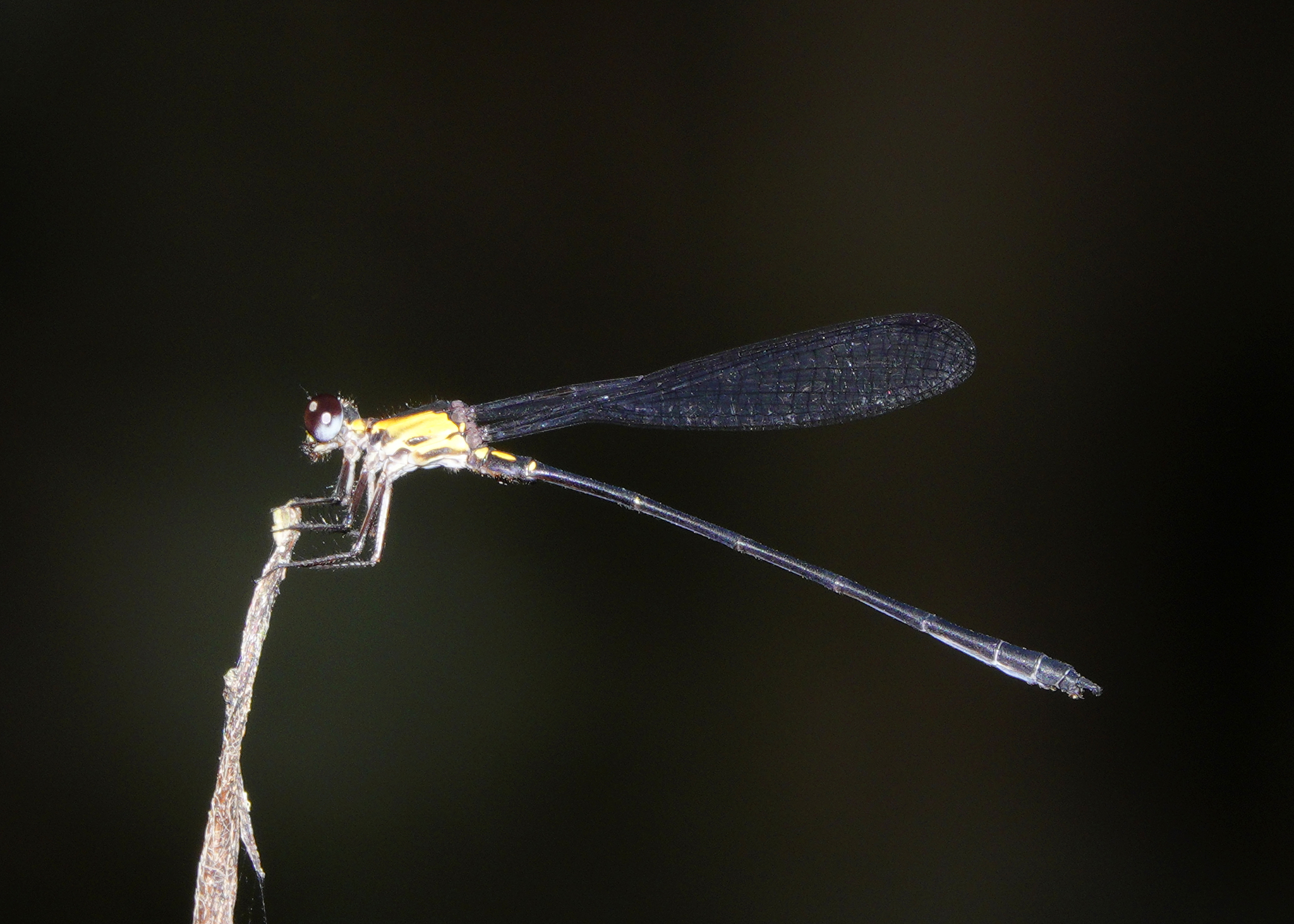 Lestoidea Tillyard, 1913