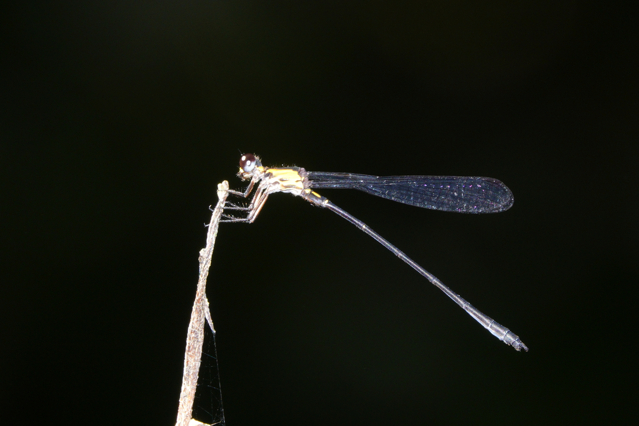 Lestoidea Tillyard, 1913