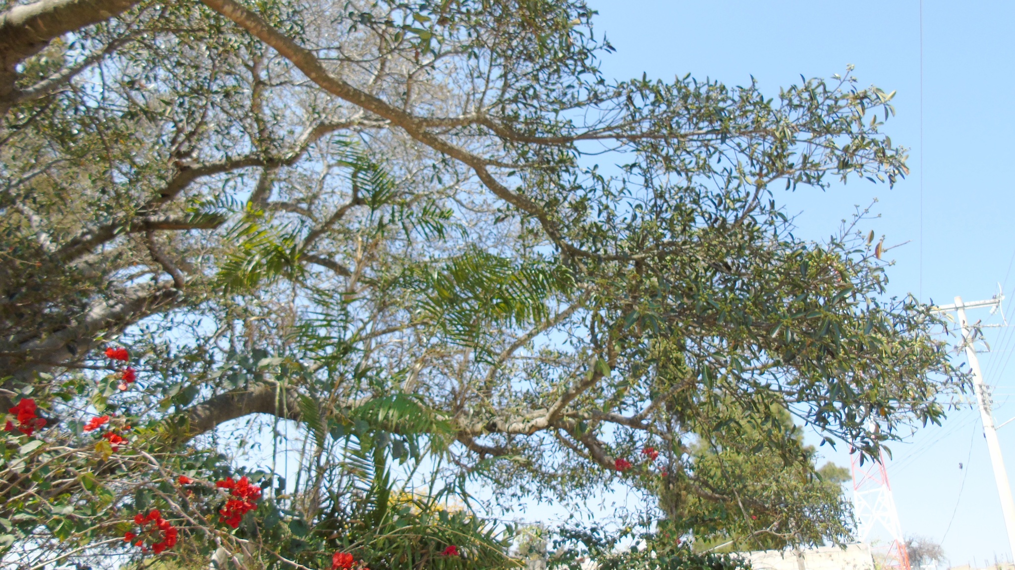 Ficus cotinifolia Kunth