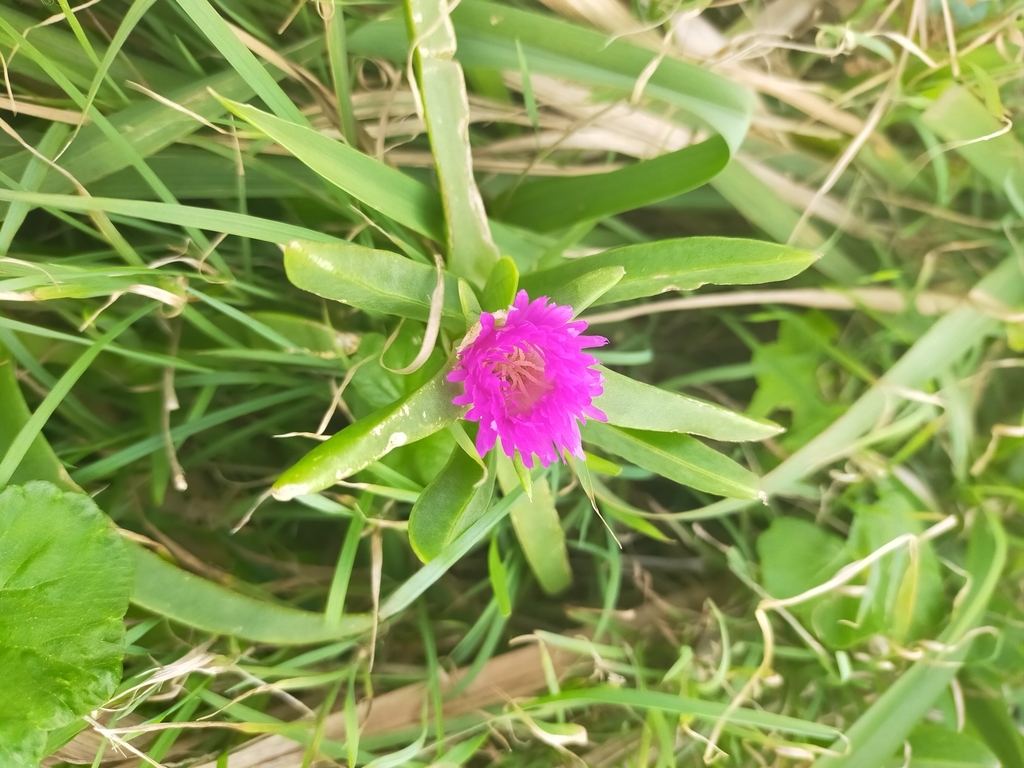 Angular Sea-fig from Brooms Head NSW 2463, Australia on April 09, 2022 ...