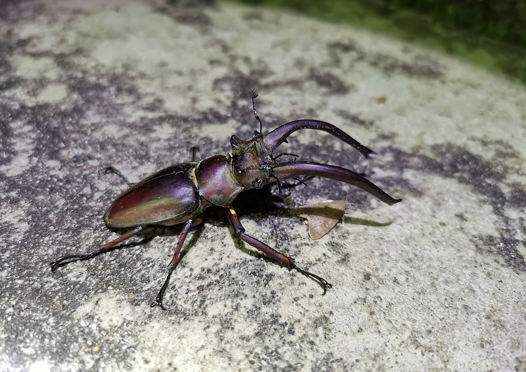 Lucanus planeti from 中国云南省红河哈尼族彝族自治州屏边苗族自治县 on August 9, 2020 at 12:17 ...