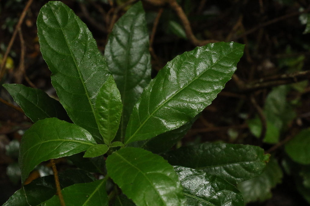 Claoxylon australe from Ravensbourne, Crow's Nest - Pt B, Queensland ...