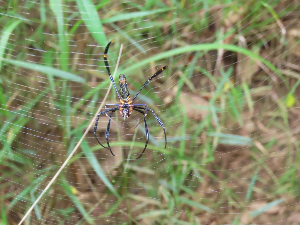 Giant Golden Orbweaver from Gympie Kin Kin Rd, Como QLD 4571, Australia ...