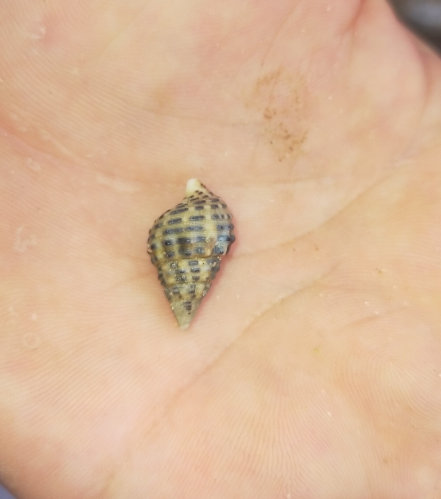 Clypeomorus petrosa from Brooms Head NSW 2463, Australia on April 09 ...
